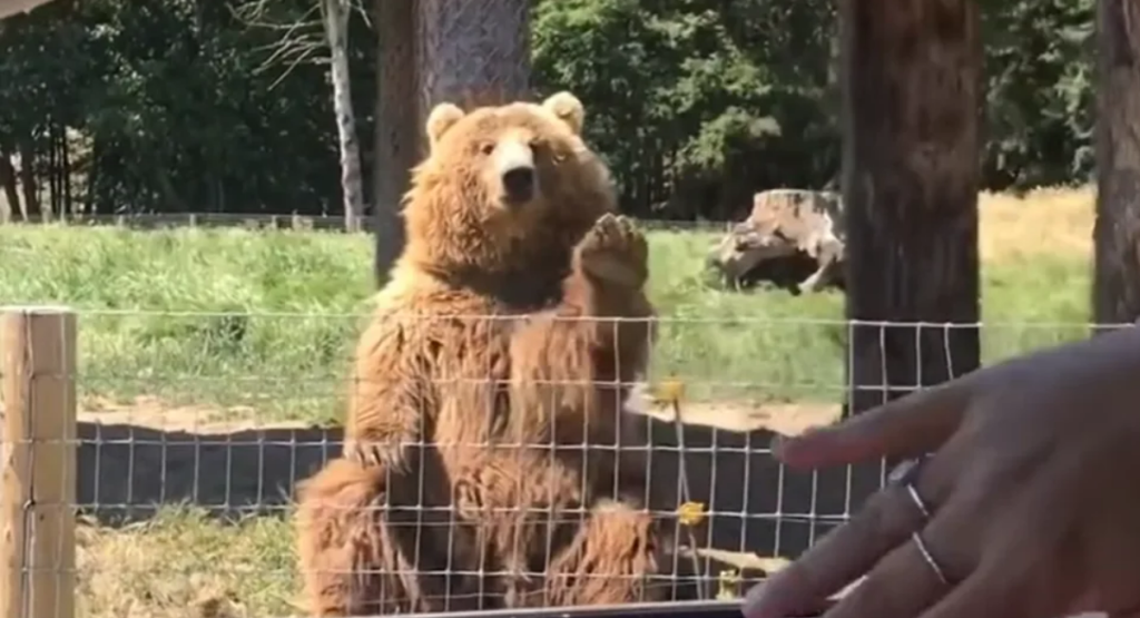 Bacile medvedu hleb, njegova reakcija je hit