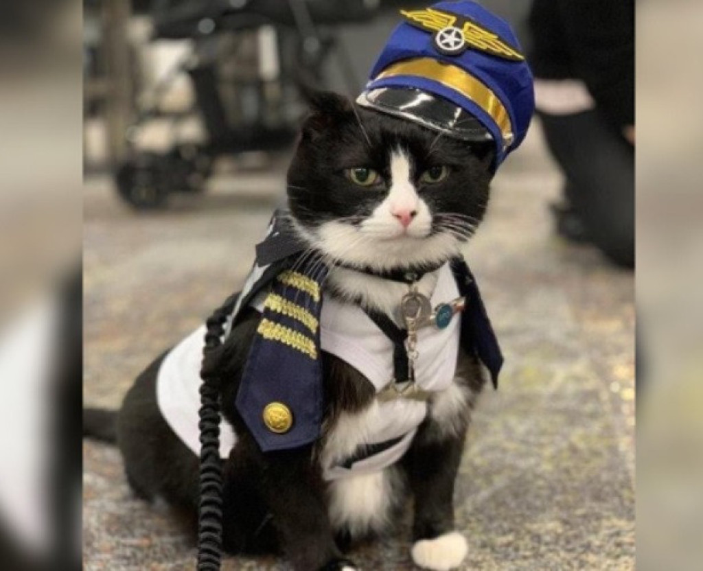 Terapijski mačak zaposlen na aerodromu