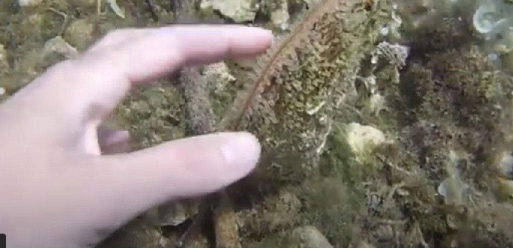 Periska pronađena živa u Moru u Hrvatskoj