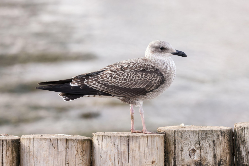 Morski galeb sa Malte doleteo u Beograd