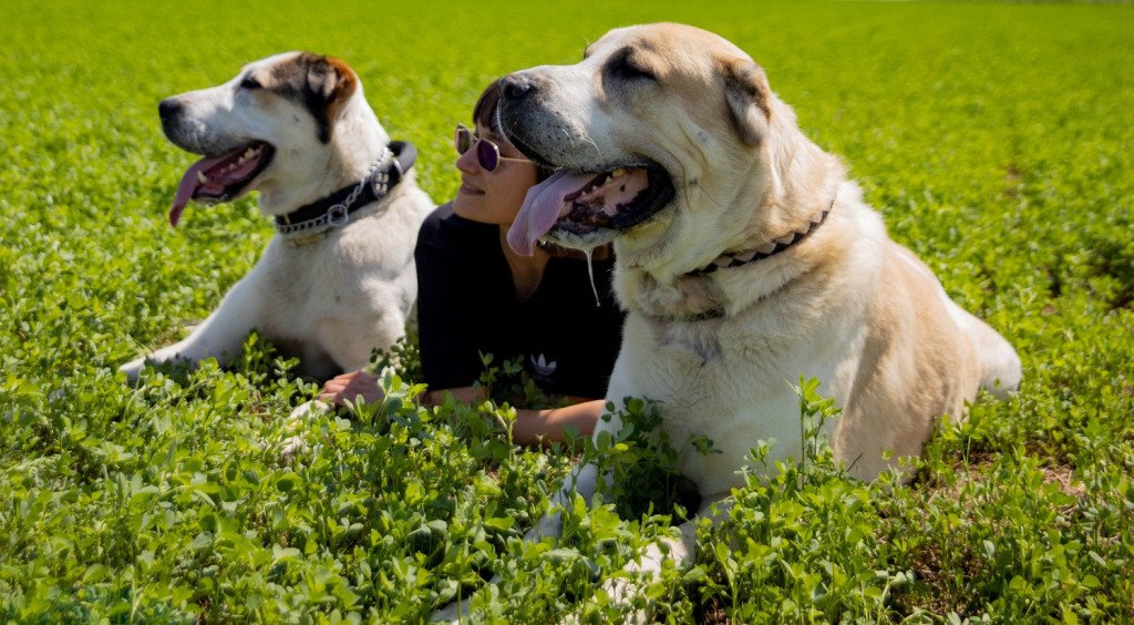 Šta sve treba da znate o odgajanju psa