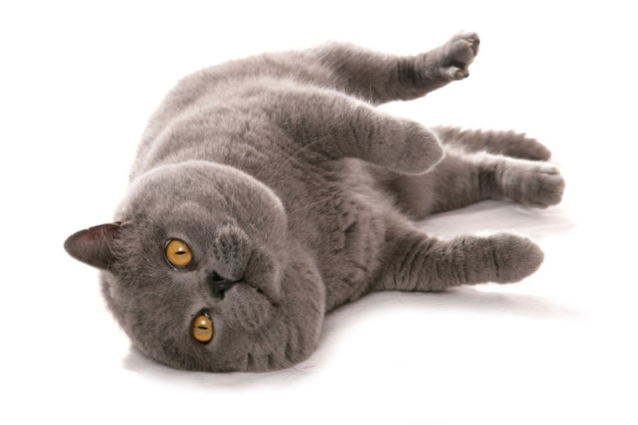 Rase mačaka najzastupljenije u Srbiji