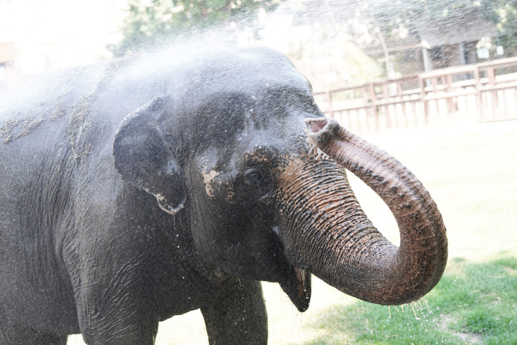 Preminula slonica Tvigi