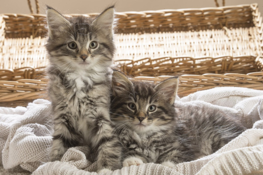 Najlepše rase mačaka prema "zlatnom preseku"