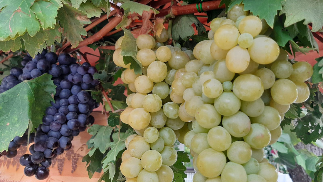 Kroz Topolu prošlo 200.000 ljudi