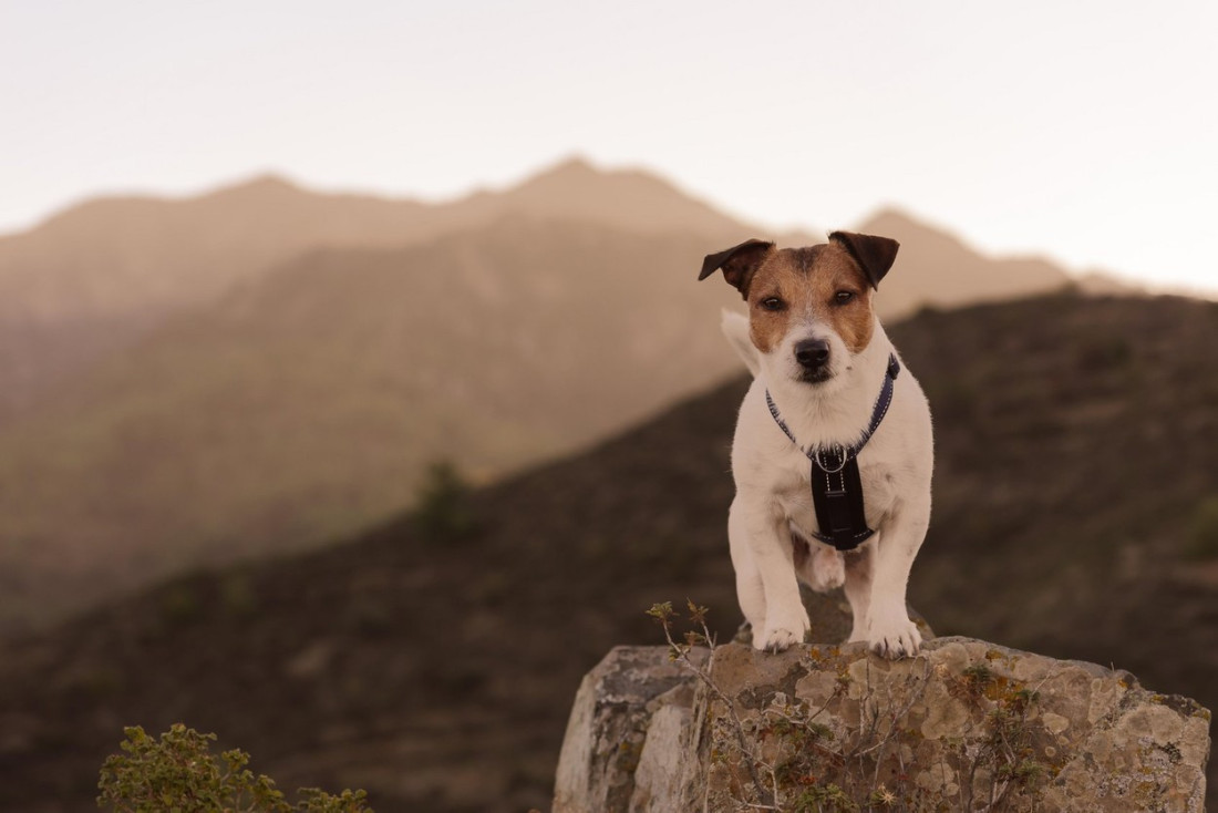 Pronađeno telo planinara, mesecima ga čuvao pas