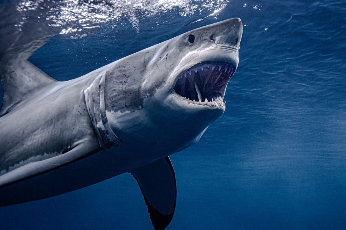 Otišla na Tajland da uživa, ščepala je ajkula