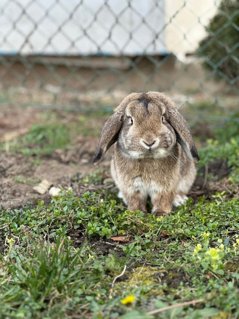Nikola zarađuje 1.800 evra od uzgoja zečeva