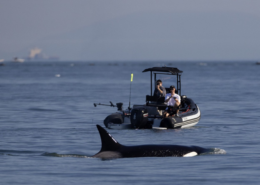 Šta se krije iza napada orki i njihovog neobičnog ponašanja?