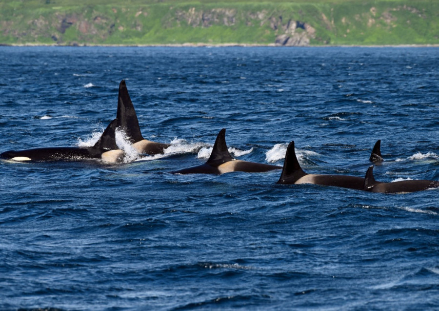 Šta se krije iza napada orki i njihovog neobičnog ponašanja?