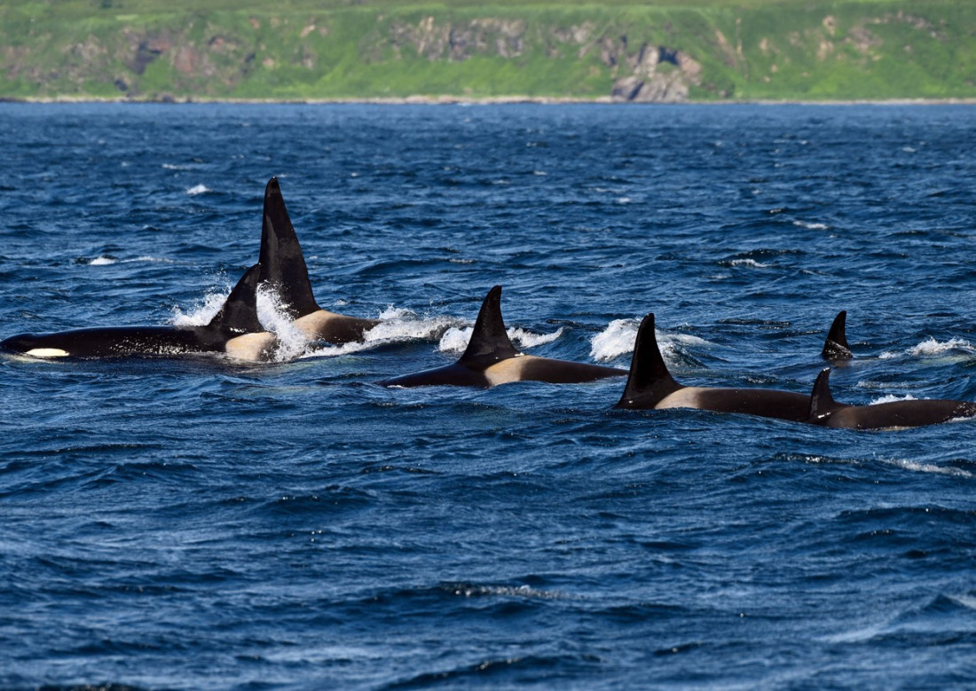 Orke počele da love velike bele ajkule