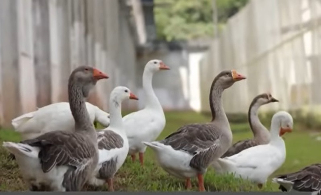 Guske kao čuvari zatvora u Brazilu