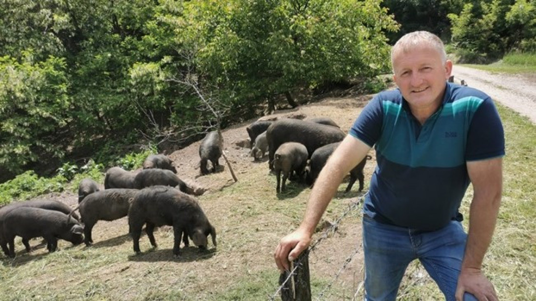 Goran sa Jelice ima preko 200 garavih svinja