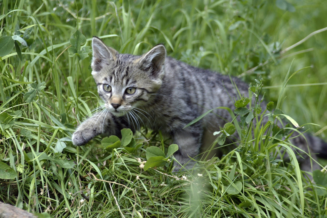 Životinje špijuni: Akustična maca, slepi miševi, delfini...