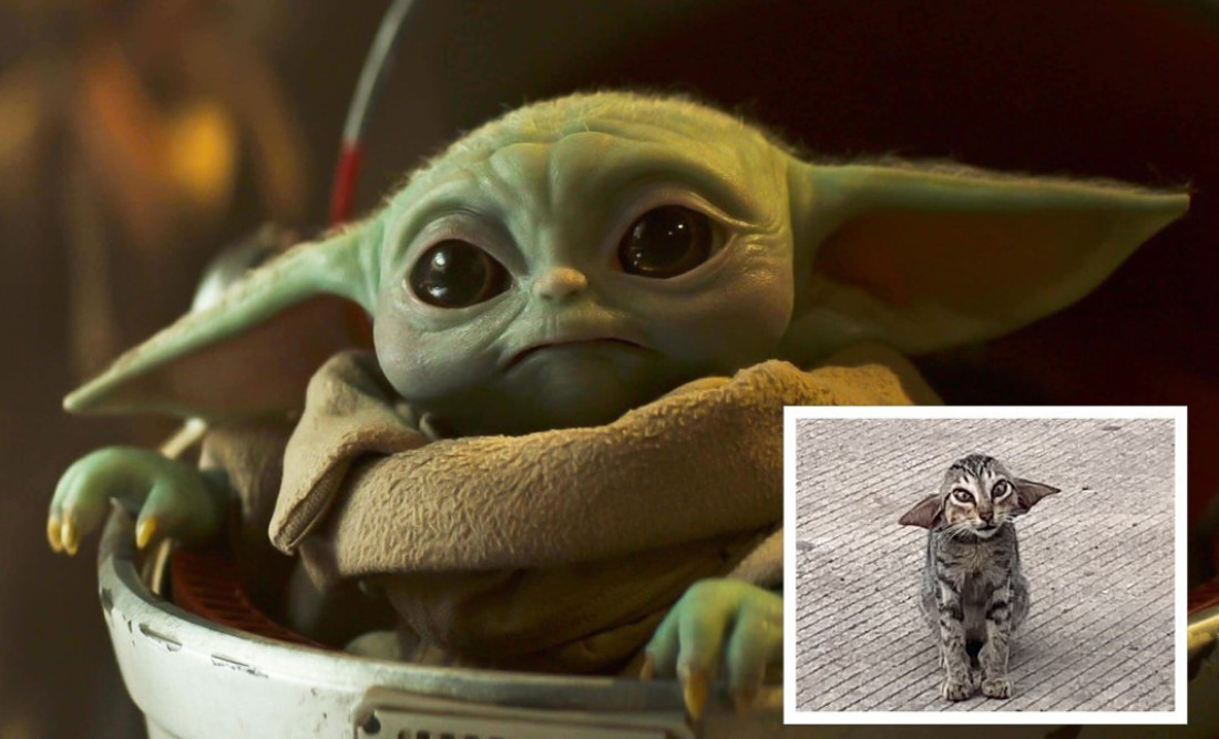 Mačka izgleda kao beba Joda iz Mandalorijana