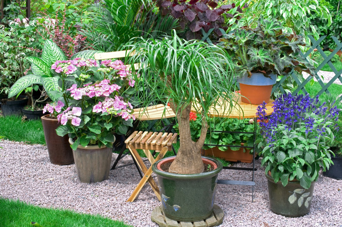 Slonova noga: Biljka koja jede dim i prečišćava vazduh