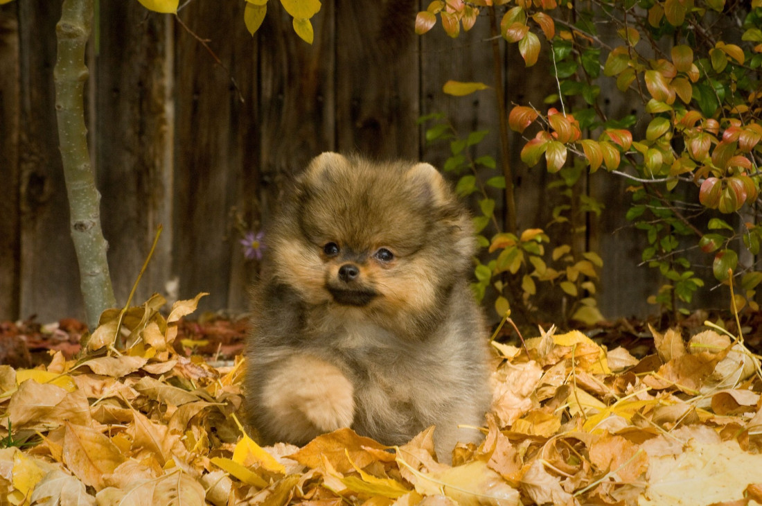Najlepša rasa pasa na svetu