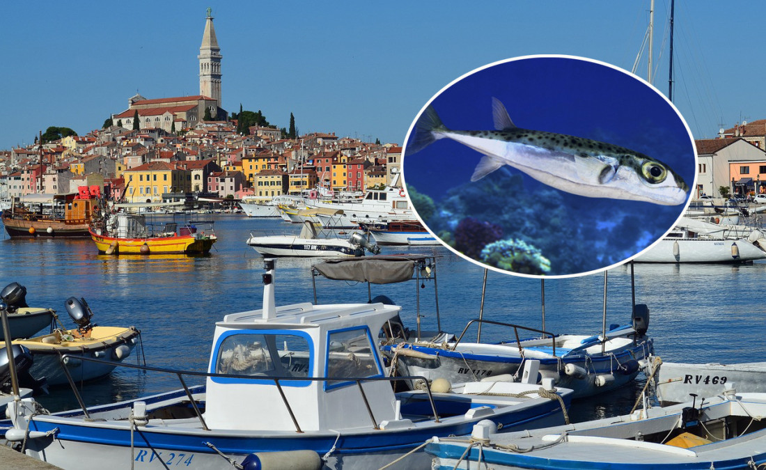 Najotrovnija riba uhvaćena u Jadranu