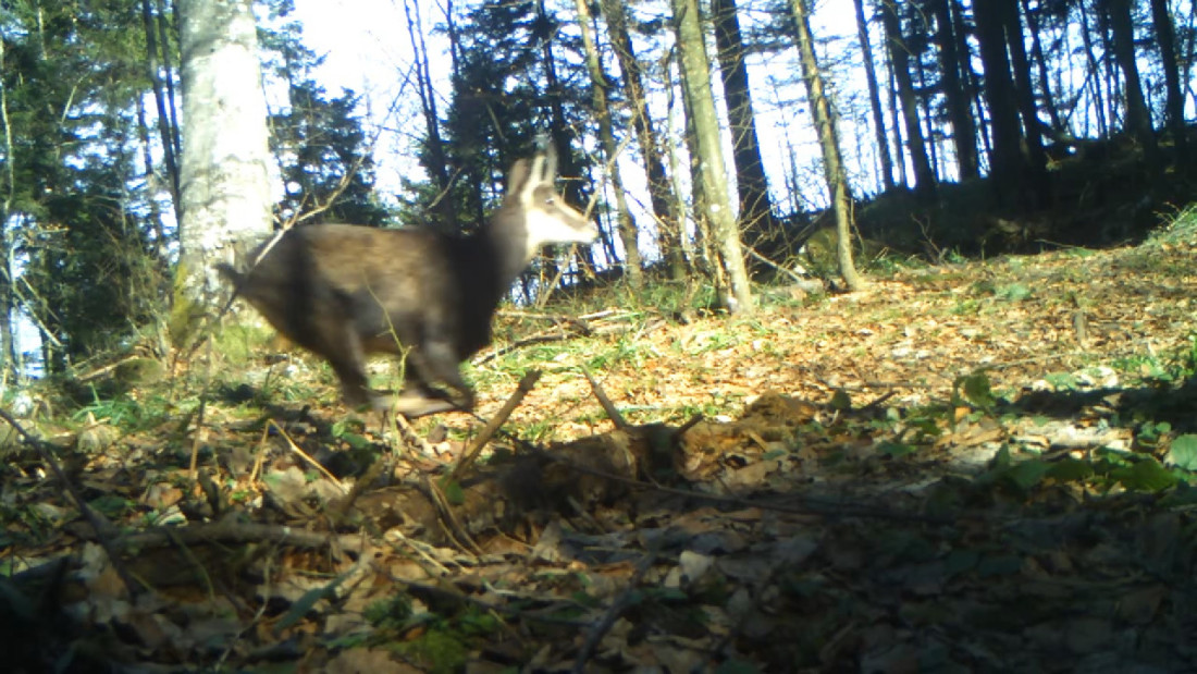 Divokoza sa Tare košta preko dve hiljade evra