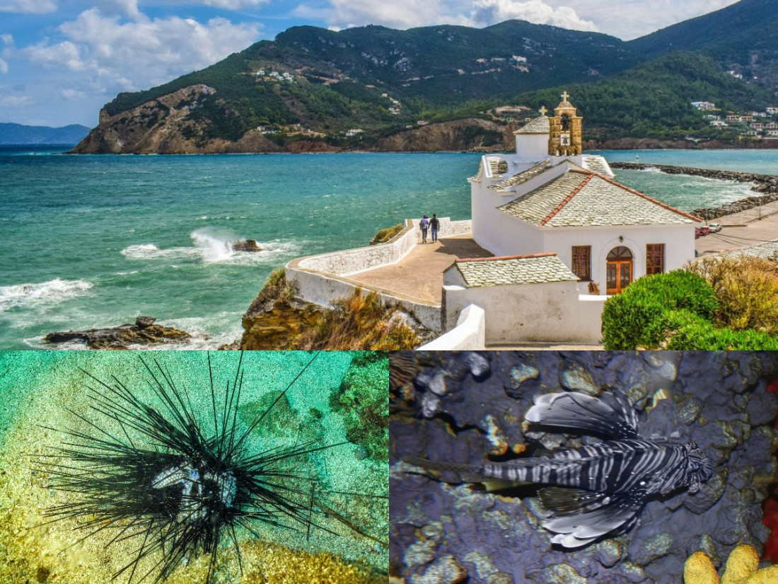 Dragon fish i morski ježevi letovanaja prave košmar