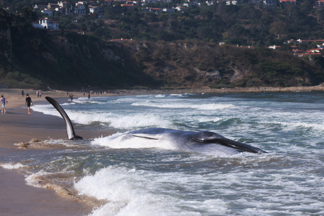 Kit se nasukao na obalu kod Los Anđelesa