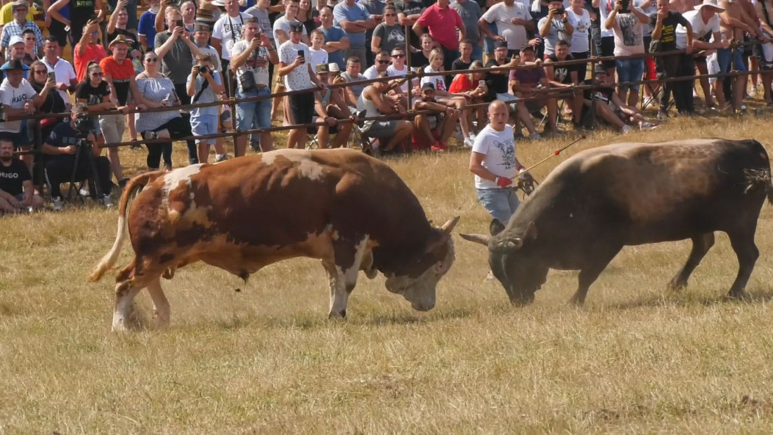 Jedinstvena volovska korida u Evropi