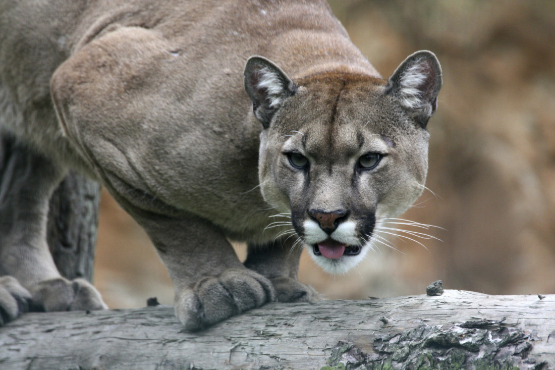 Divlja zver vreba Bugare