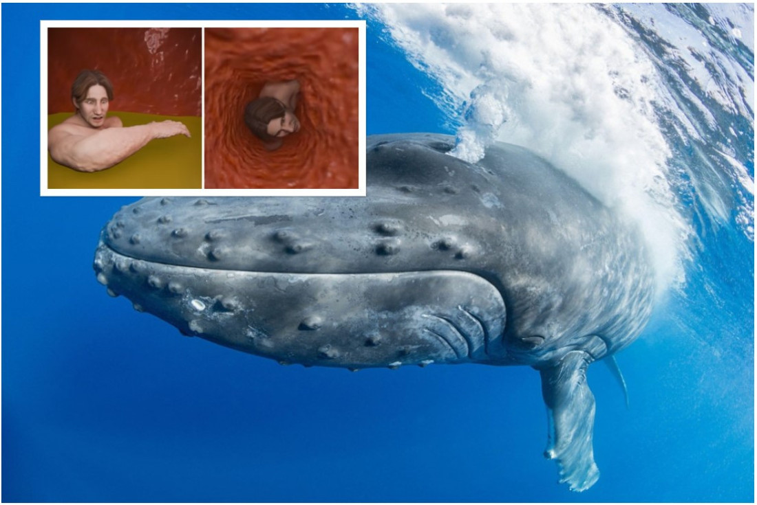 Kako izgleda kada vas proguta kit