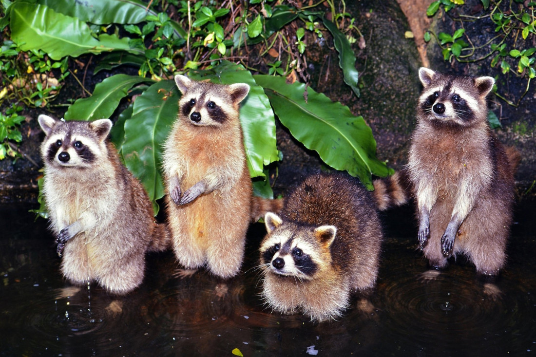 Preko 100 rakuna upalo ženi u dvorište