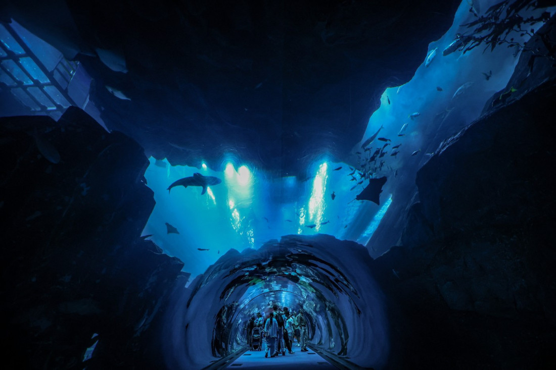 Robot kit ajkula u Kini