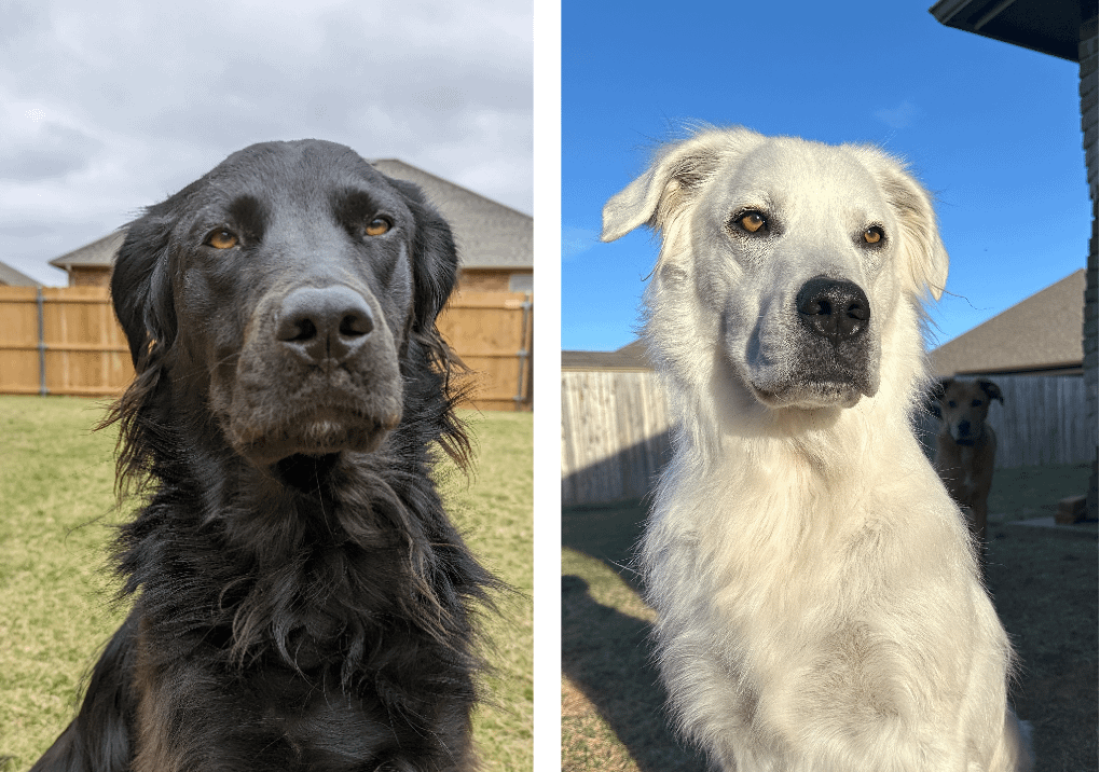 Baster je pas koji je promenio boju