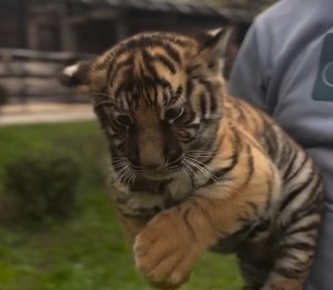 Beba tigrića stigla u Zoo vrt