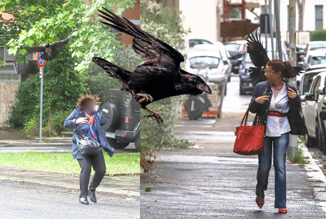 Kako se zaštititi kad vas napadne vrana