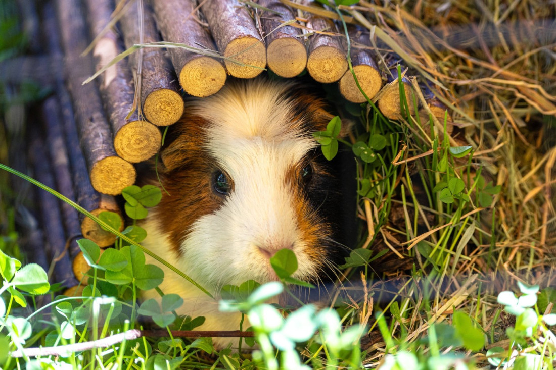 Zamorac se ušunjao i oplodio 100 ženki