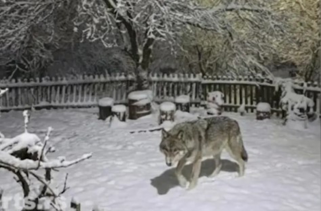 Selo Planina vukovi